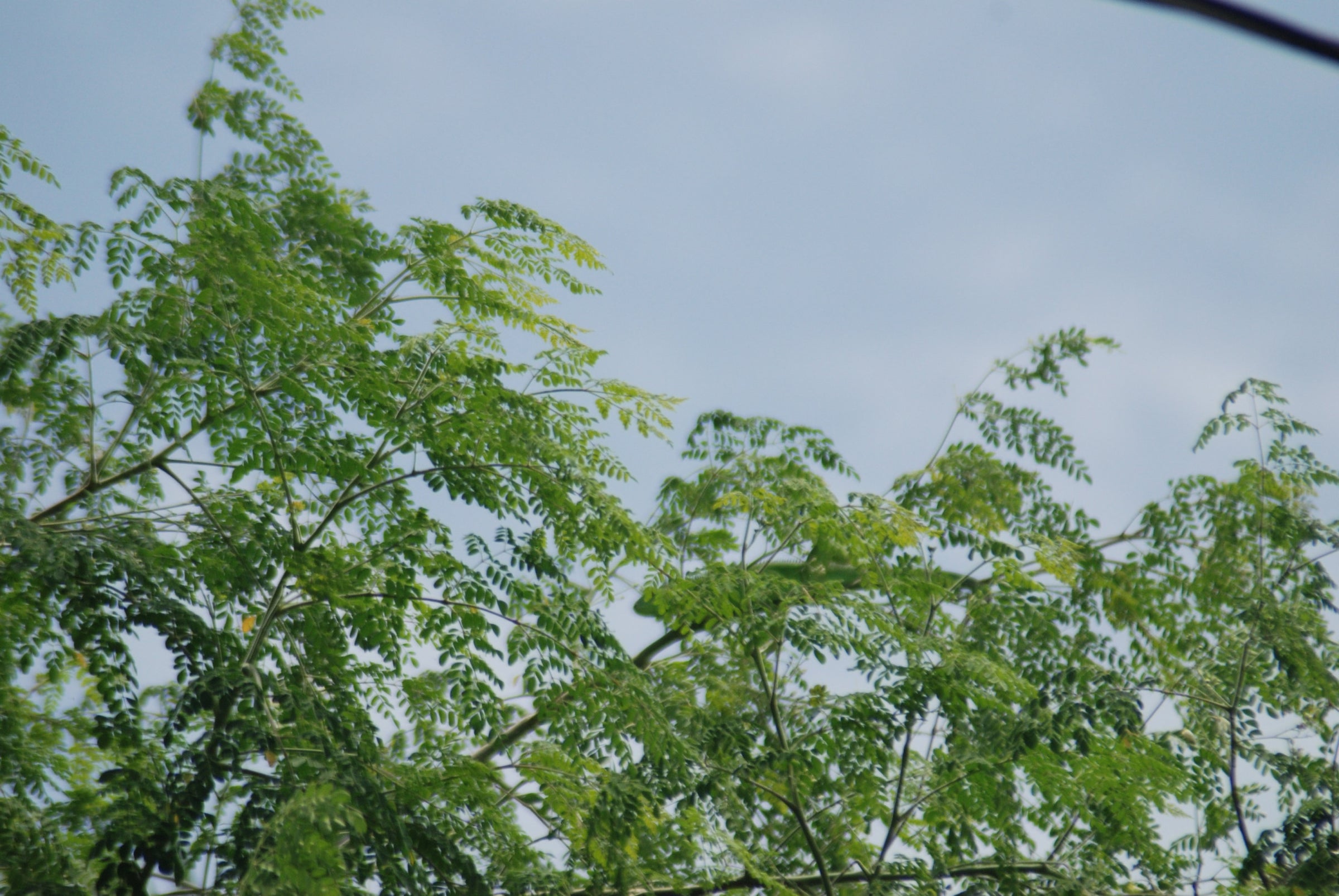 Miracle Tree