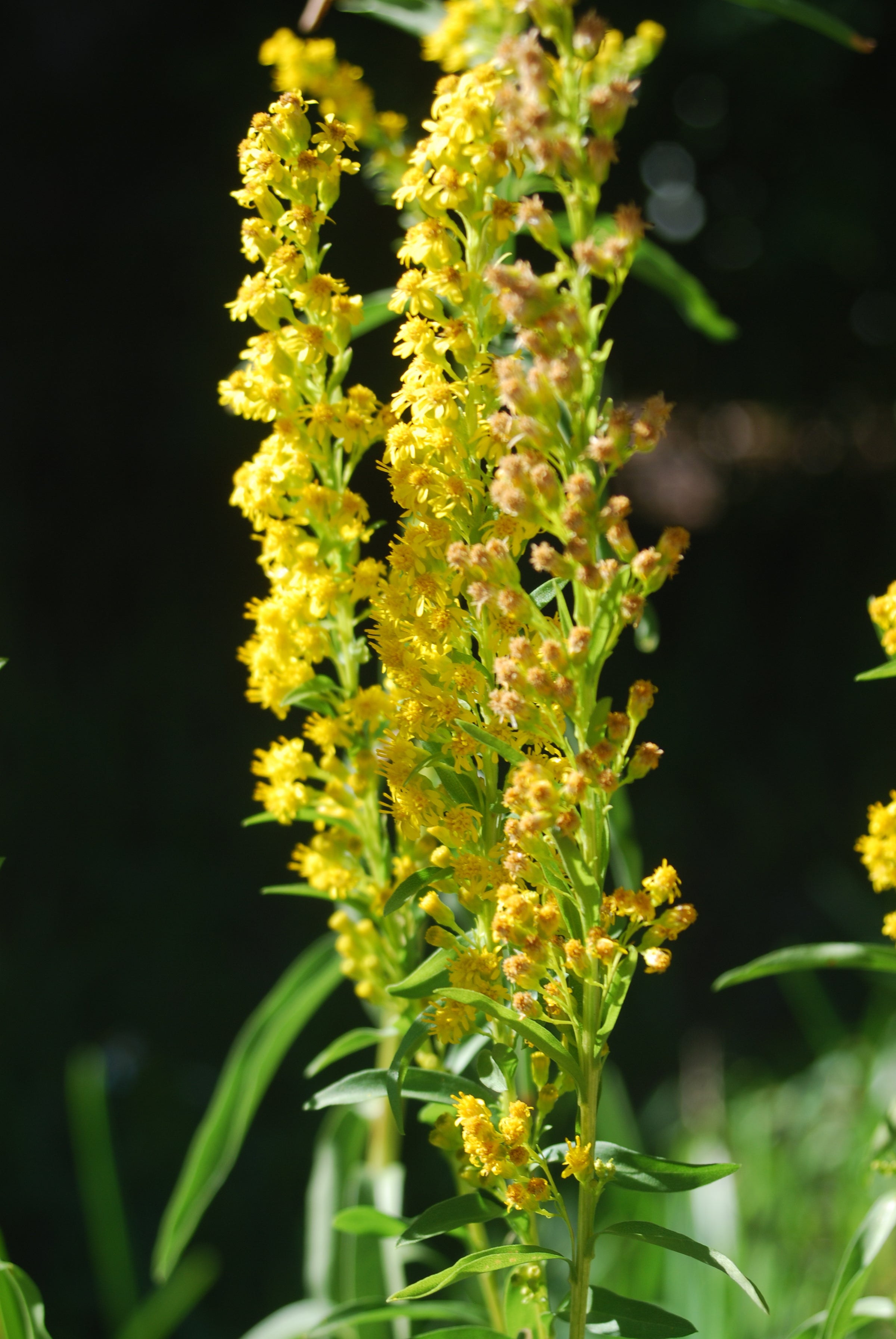 Solidago Sempervirens